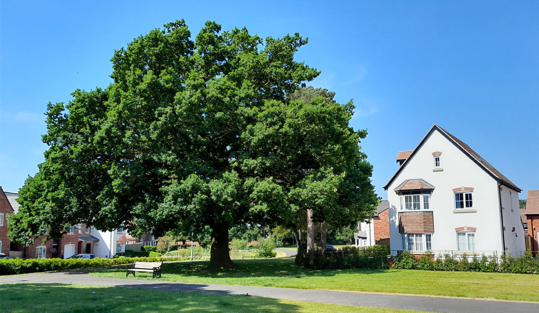 Retaining Trees Within Housing Development - FPCR Environment and ...