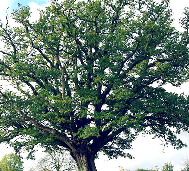 Veteran Tree Management - FPCR Environment and Design Ltd