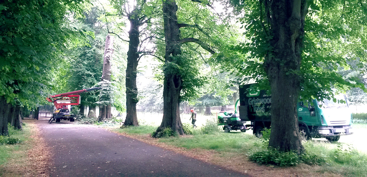 Tree Preservation Orders and Conservation Areas - FPCR Environment and ...