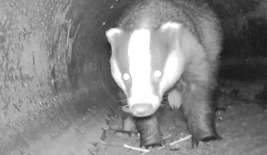 FPCR badger class licence success - FPCR Environment and Design Ltd