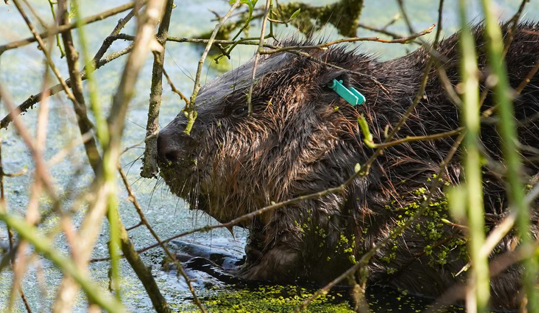 Beavers Return to Yorkshire - FPCR Environment and Design Ltd