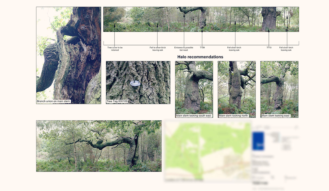 Veteran Trees - FPCR Environment and Design Ltd