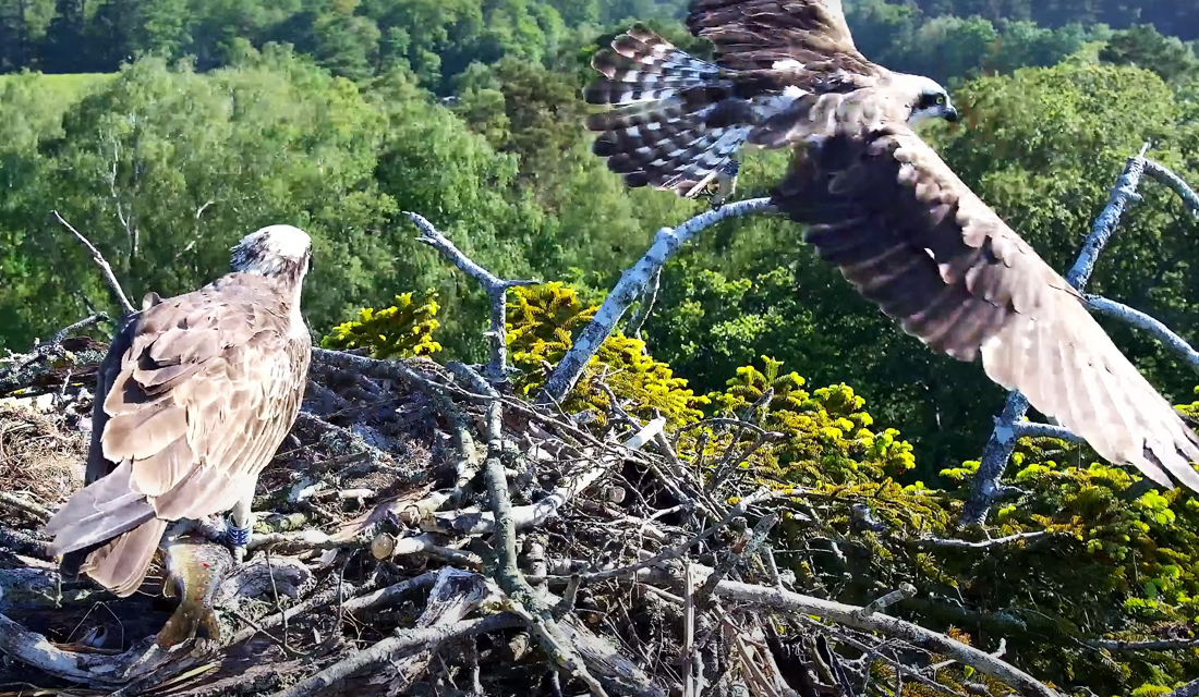 Ospreys Breeding. A First For 200 Years - FPCR Environment and Design Ltd